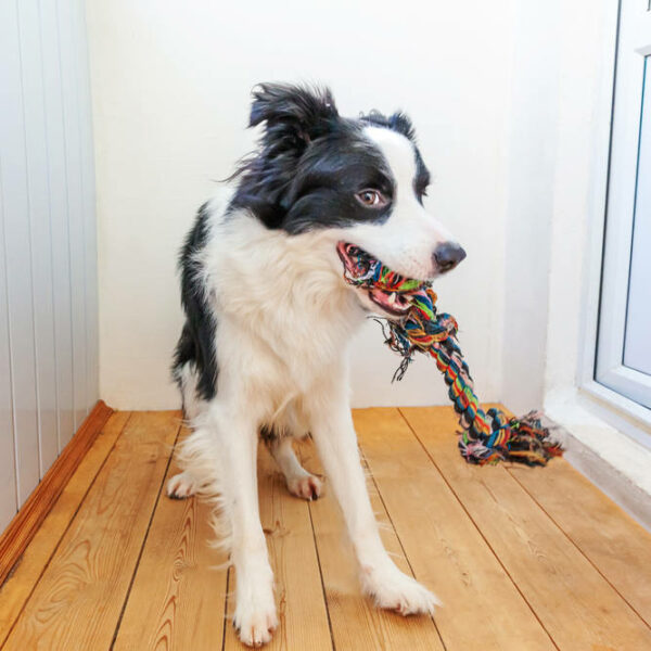 BCL - Home - BCL Dog Training