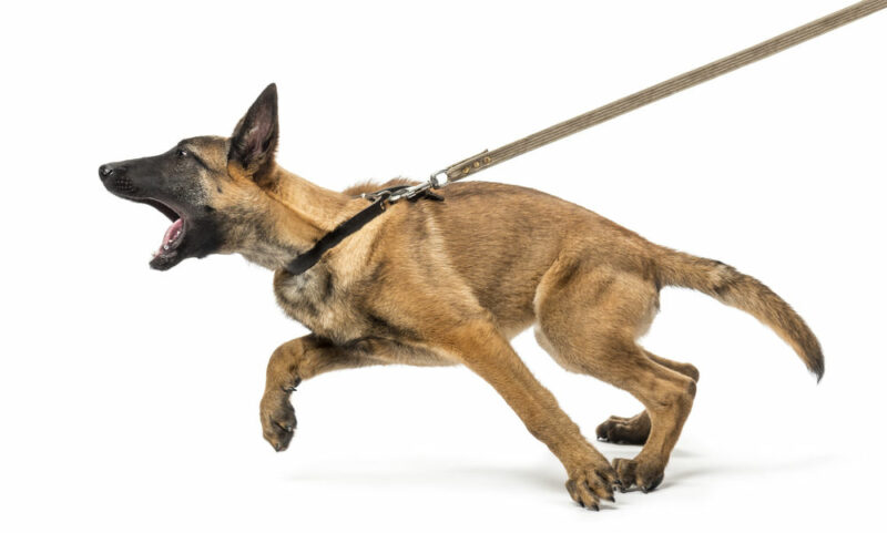 BCL - Home - BCL Dog Training