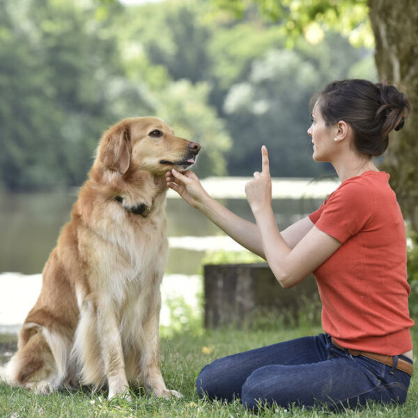 BCL - Home - BCL Dog Training