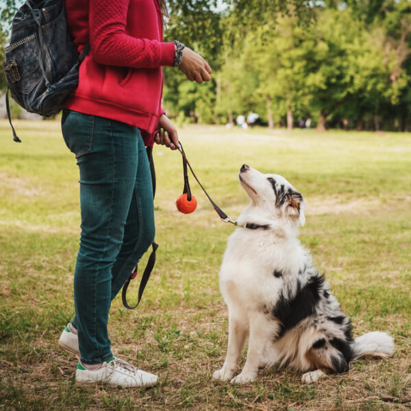 BCL - Home - BCL Dog Training