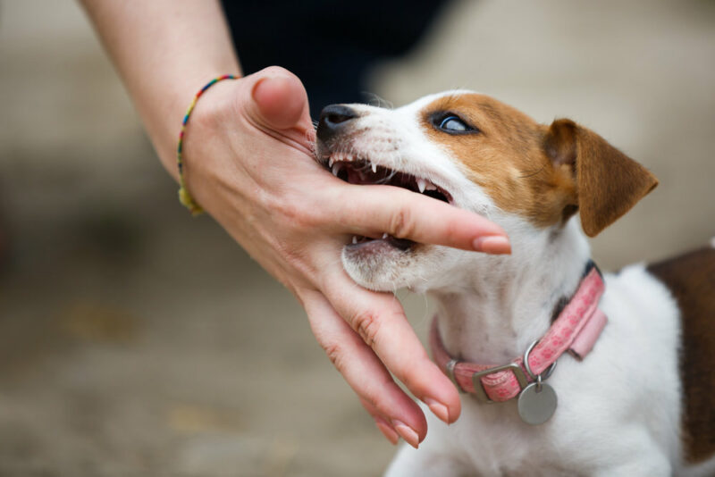BCL - Home - BCL Dog Training